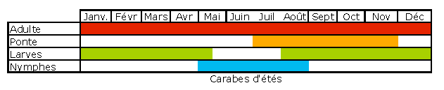 Limaces - Cycle de vie et reproduction