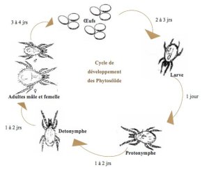 Limaces - Morphologie et biologie